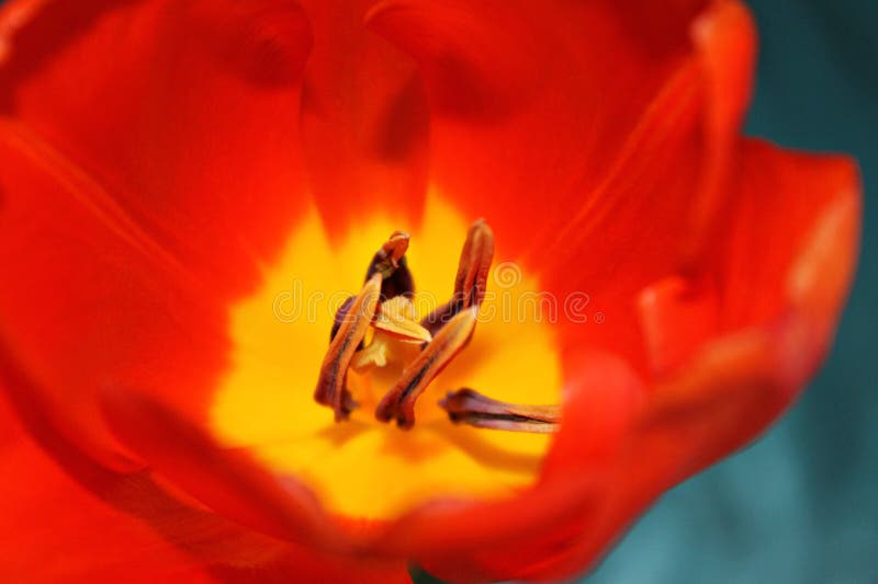 Flower core stock image. Image of plant, mood, core, tulips - 88064063