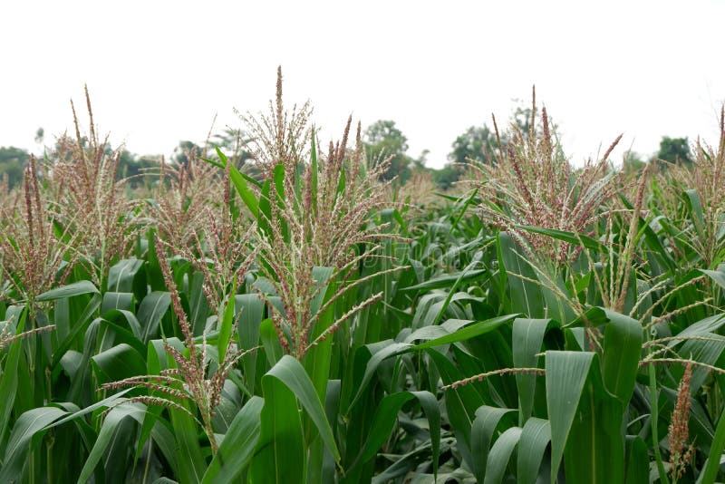 Flower of the Corn in the Farm Stock Image - Image of outdoor, nature ...