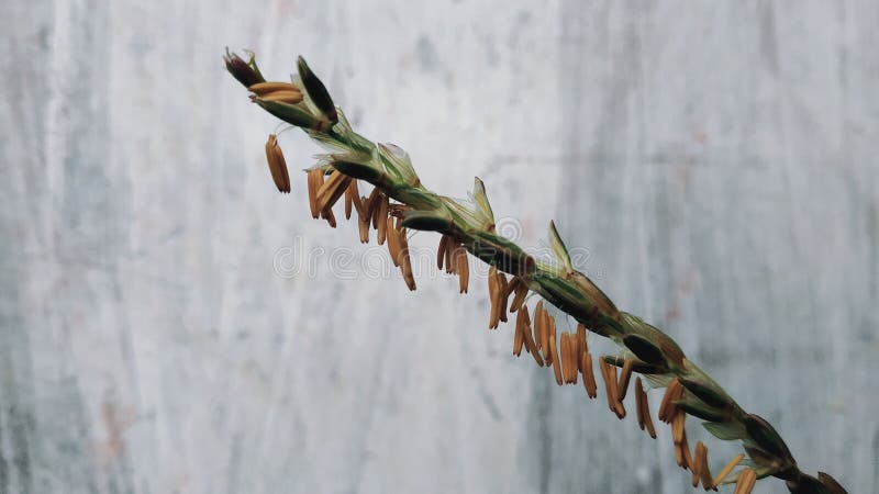 Flower of Corn Plant with an Abstract Background Stock Image - Image of ...