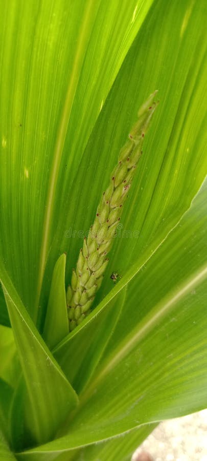 This is the Flower of the Corn Tree Stock Photo - Image of corn ...