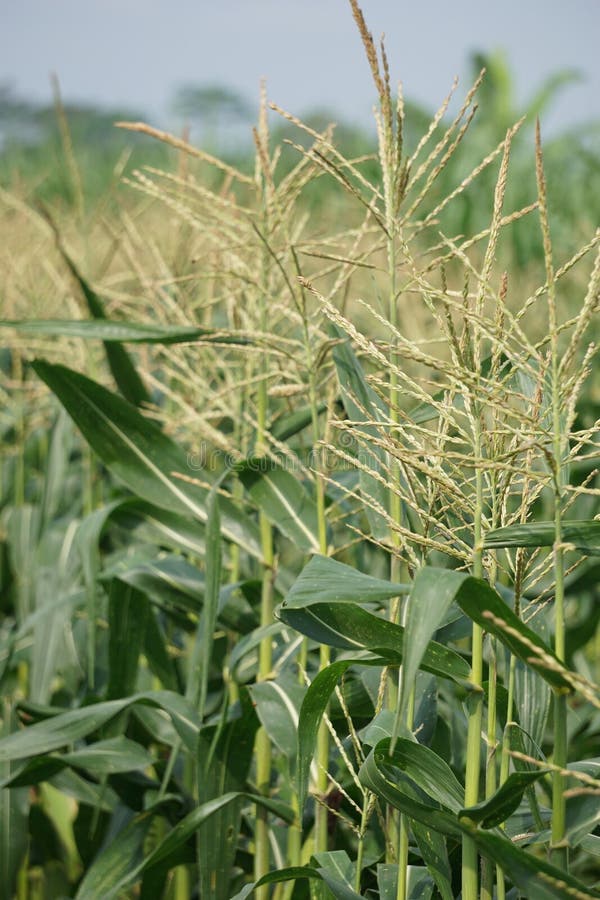 The Flower of Corn on the Tree with a Natural Background Stock Photo ...