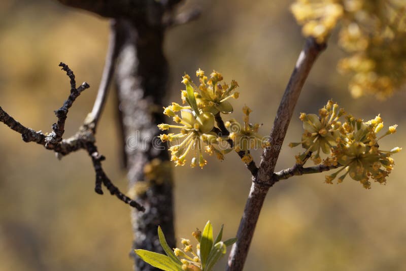 Flower of a Cornelian Cherry, Cornus Mas Stock Photo - Image of ...