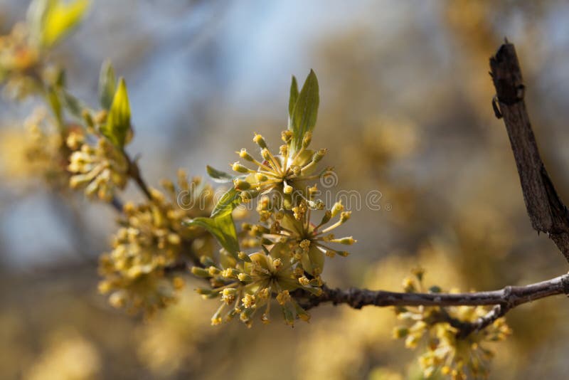 Flower of a Cornelian Cherry, Cornus Mas Stock Image - Image of green ...