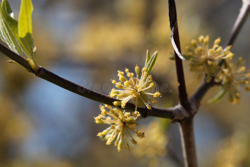 Flower of a Cornelian Cherry, Cornus Mas Stock Image - Image of bush ...