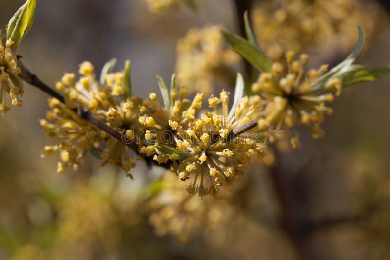 Flower of a Cornelian Cherry, Cornus Mas Stock Image - Image of ...