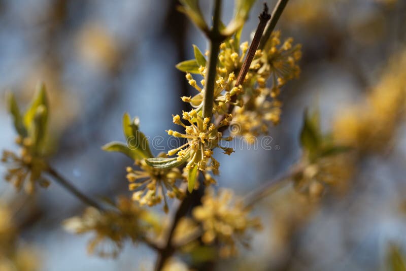 Flower of a Cornelian Cherry, Cornus Mas Stock Photo - Image of fruit ...