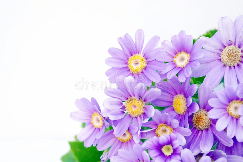 21,176 Flower Corner Photos - Free & Royalty-Free Stock Photos from ...