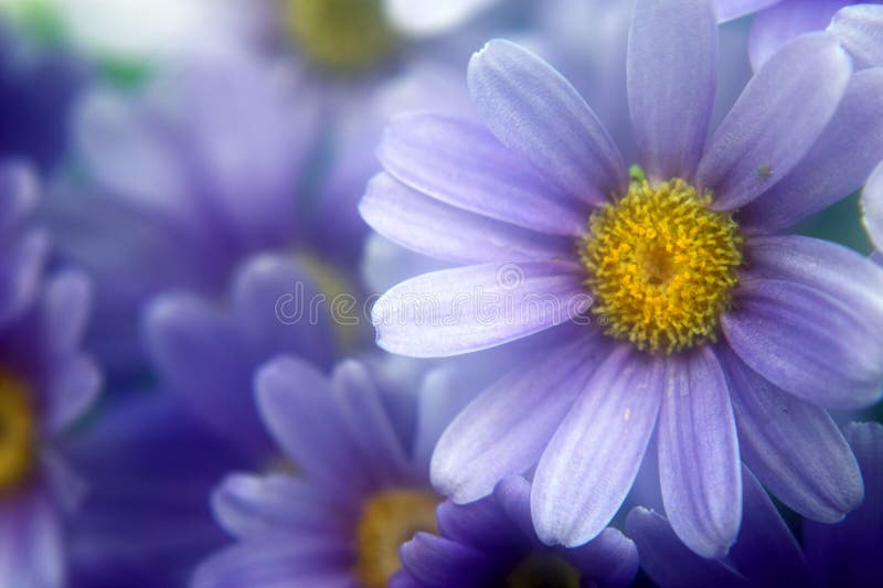 21,176 Flower Corner Photos - Free & Royalty-Free Stock Photos from ...