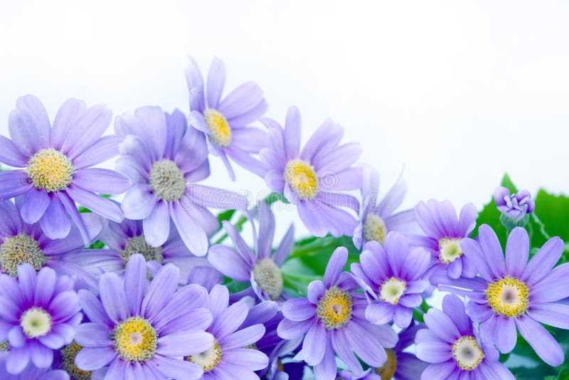 21,176 Flower Corner Photos - Free & Royalty-Free Stock Photos from ...