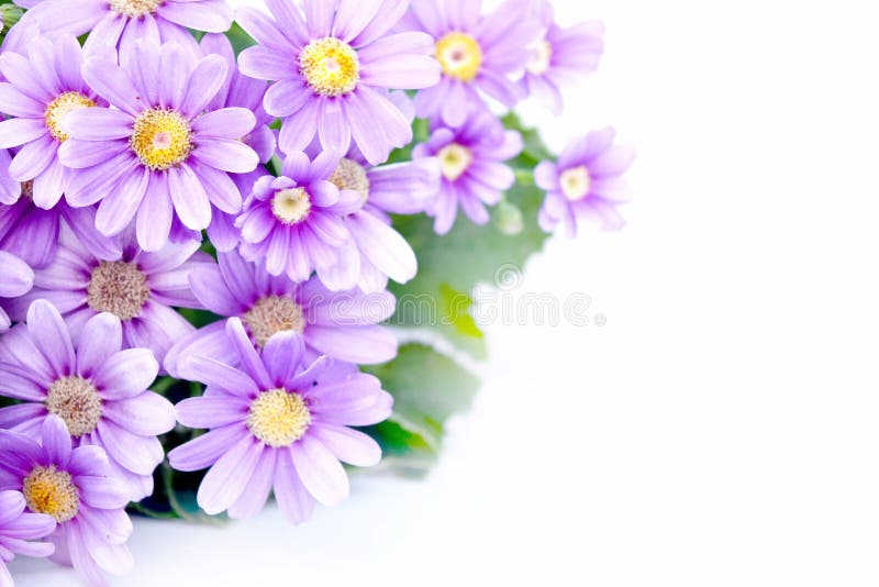 Flower Corner stock photo. Image of colors, spring, leaves - 87268872
