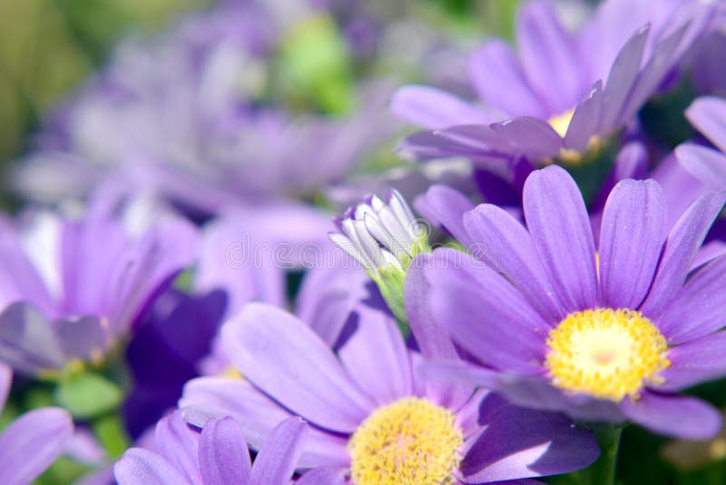 21,176 Flower Corner Photos - Free & Royalty-Free Stock Photos from ...