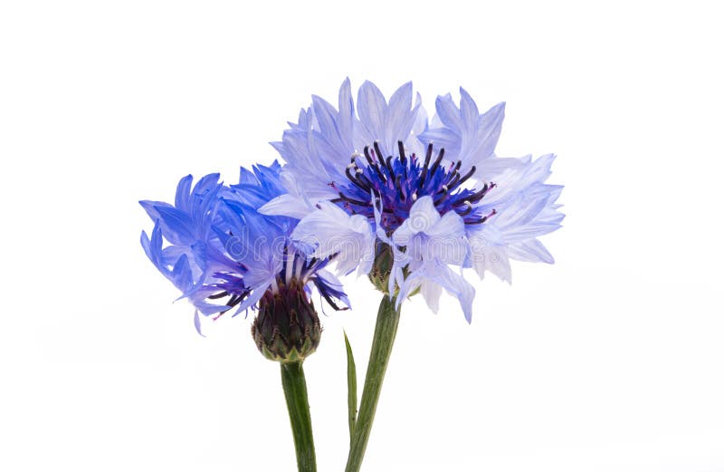 Flower cornflower isolated stock photo. Image of blue - 270430282