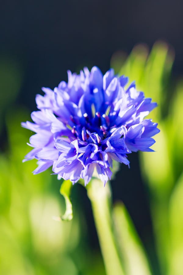 Flower Cornflower with Leaves Stock Photo - Image of petals, garden ...