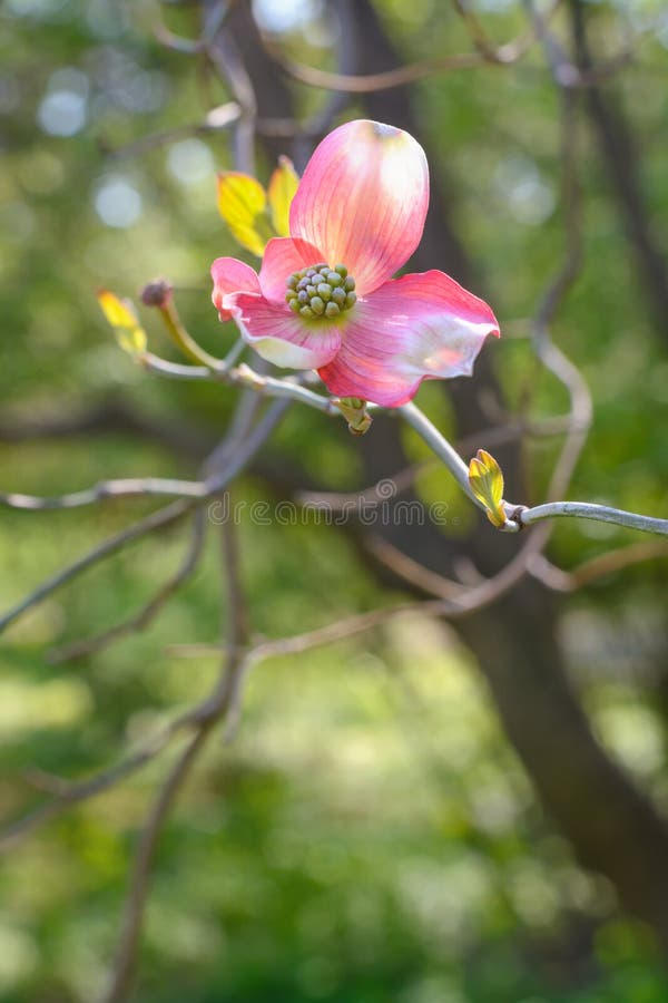 Flower Cornus florida stock image. Image of season, bloom - 168609093