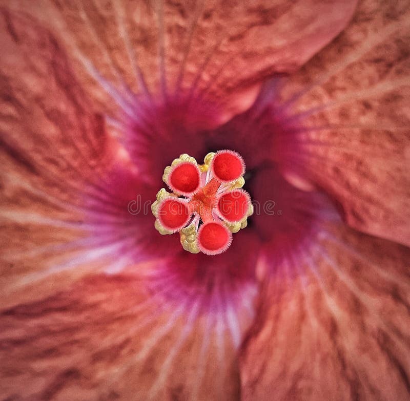 Flower with a Coronavirus.? Stock Image - Image of leaf, orange: 198223401