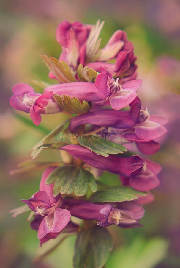 Flower corydalis stock photo. Image of plant, spring - 216246506