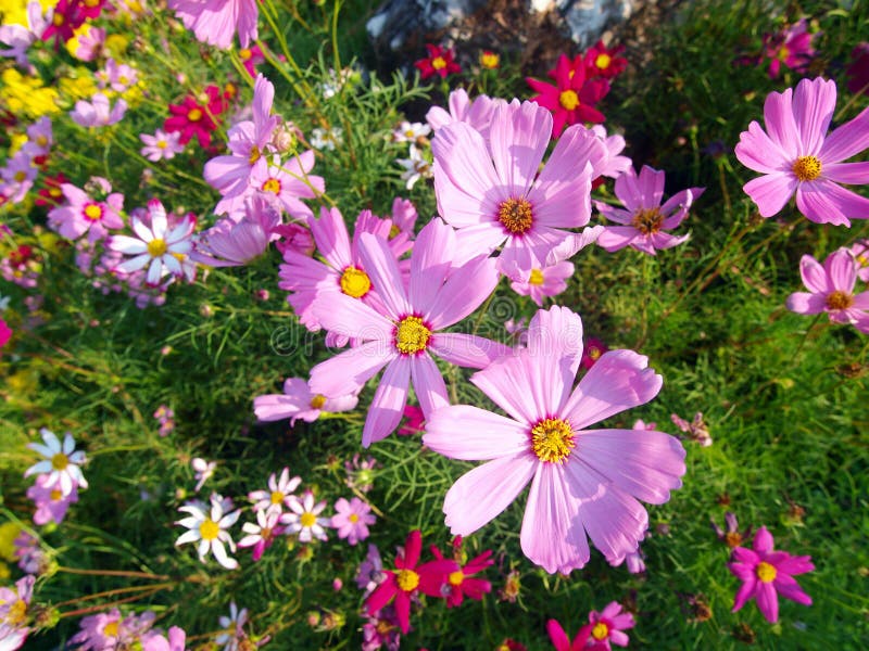 Flower of cosmos stock image. Image of spring, petal - 23483267
