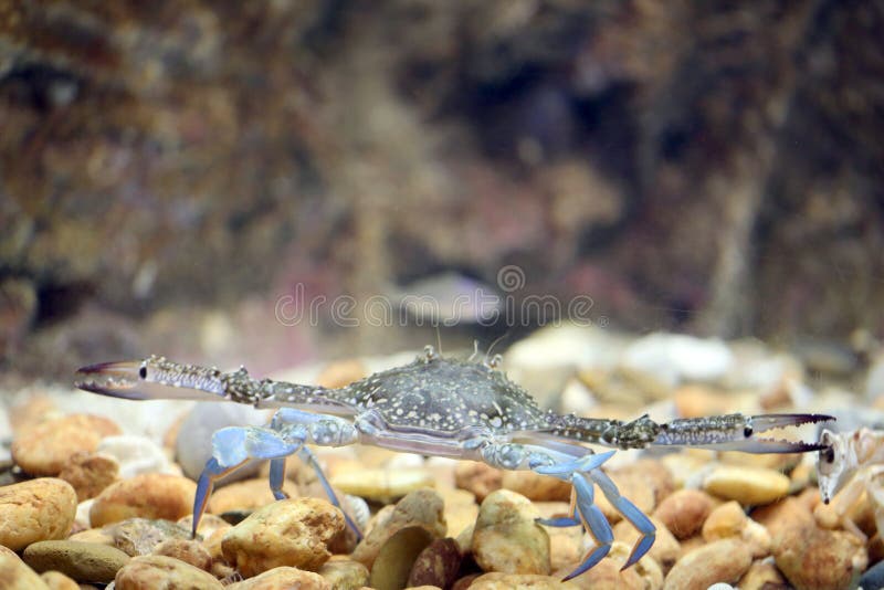 Flower crab or Blue crab. stock image. Image of nature - 47974831