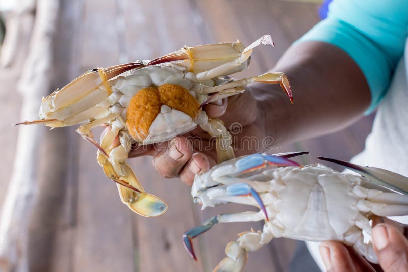 Flower Crab stock image. Image of delicacy, closeup, dish - 81873495