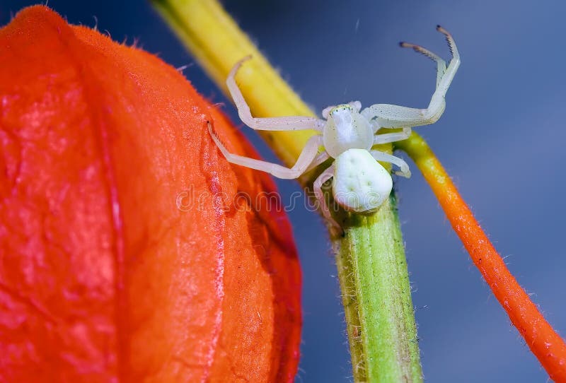 Flower Crab Spider, Thomisidae Misumena Vatia Stock Photo - Image of ...