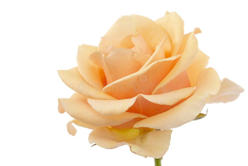 Flower of Cream Rose, Isolated on White Background Stock Image - Image ...