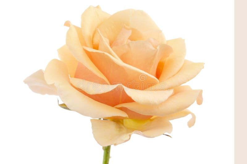 Flower of Cream Rose, Isolated on White Background Stock Photo - Image ...