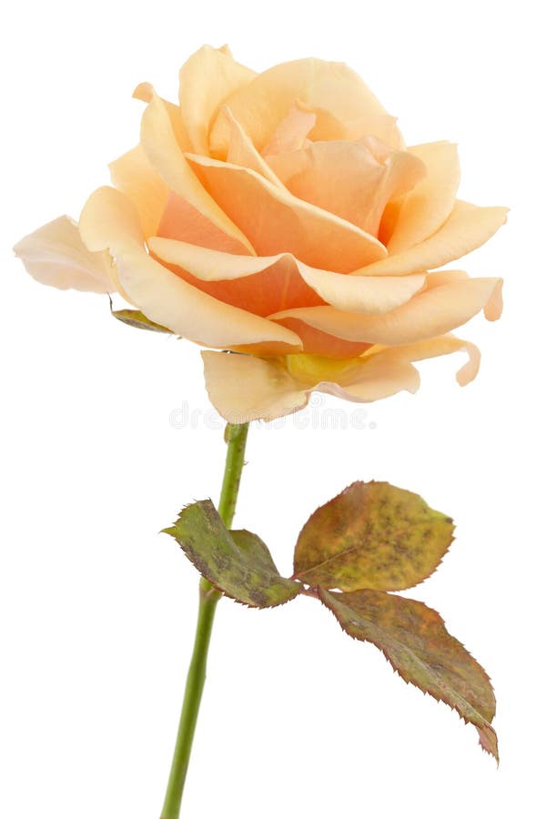 Flower of Cream Rose, Isolated on White Background Stock Photo - Image ...