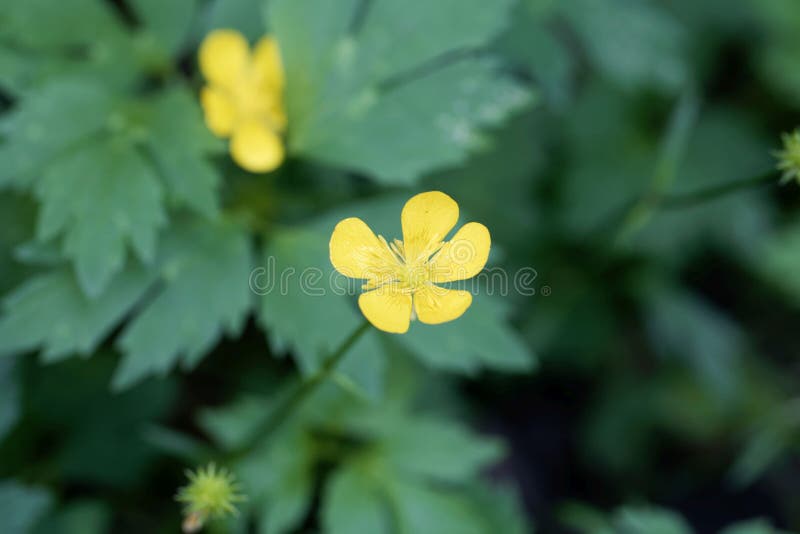 Flower of a Creeping Buttercup, Ranunculus Repens Stock Photo - Image ...