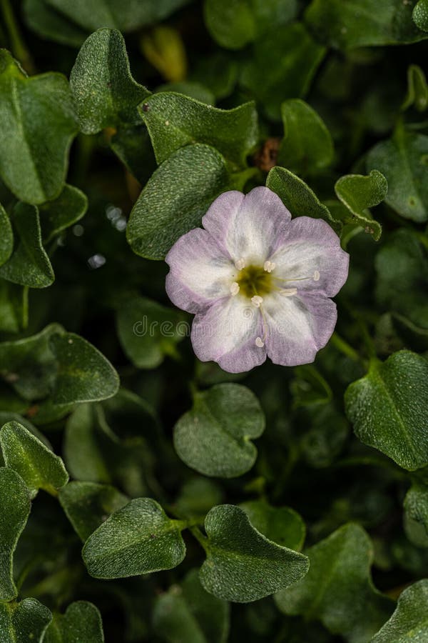 Flower of a Creeping Falkia Stock Photo - Image of growing, wild: 256741808