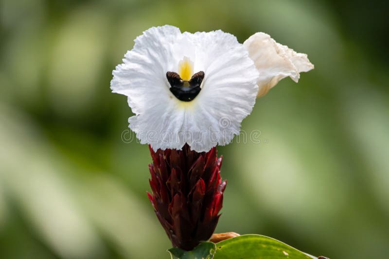 Flower of a Crepe Ginger, Cheilocostus Speciosus Stock Image - Image of ...