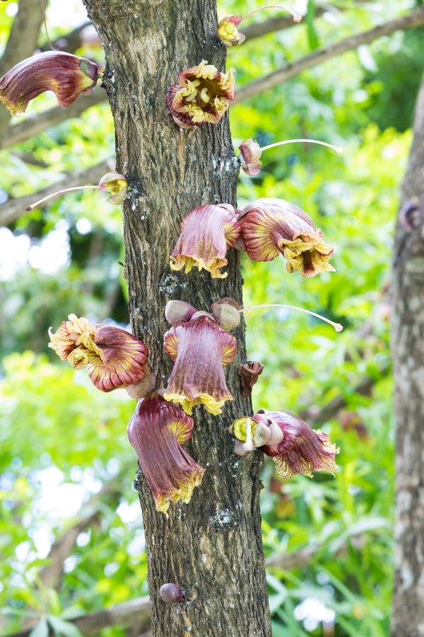 Flower of crescentia stock photo. Image of light, bloom - 33102092