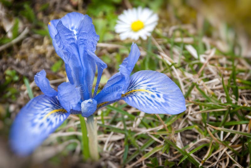 Purple crosus stock image. Image of spring, background - 135042629