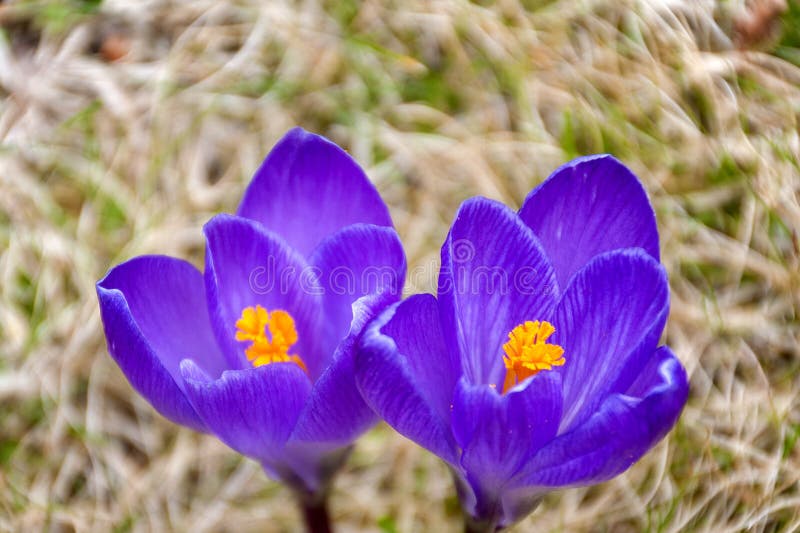 Purple crosus stock image. Image of spring, background - 135042629