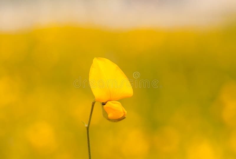 Flower Crotalaria 2 stock image. Image of light, daisy - 87735547