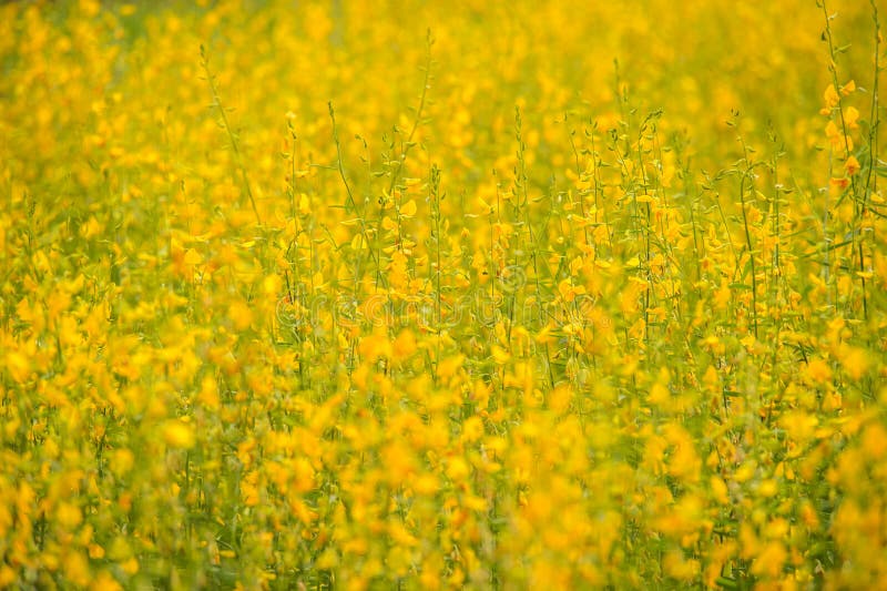 Flower Crotalaria 4 stock image. Image of light, blue - 87763191