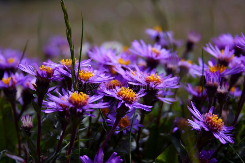Flower Crowd stock photo. Image of flower, flowers, angliae - 73757176