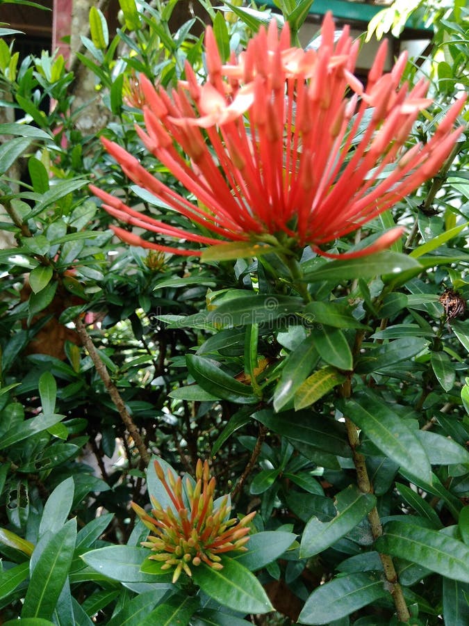 Flower crown of god stock image. Image of branch, crown - 200482439