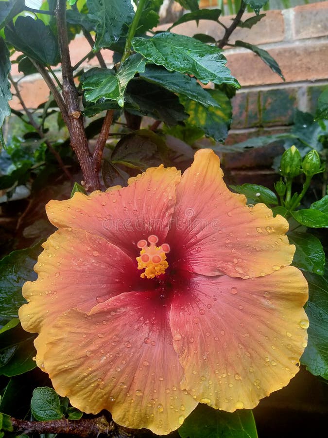 The Flower Crown is the True Beauty of a Flower Stock Image - Image of ...