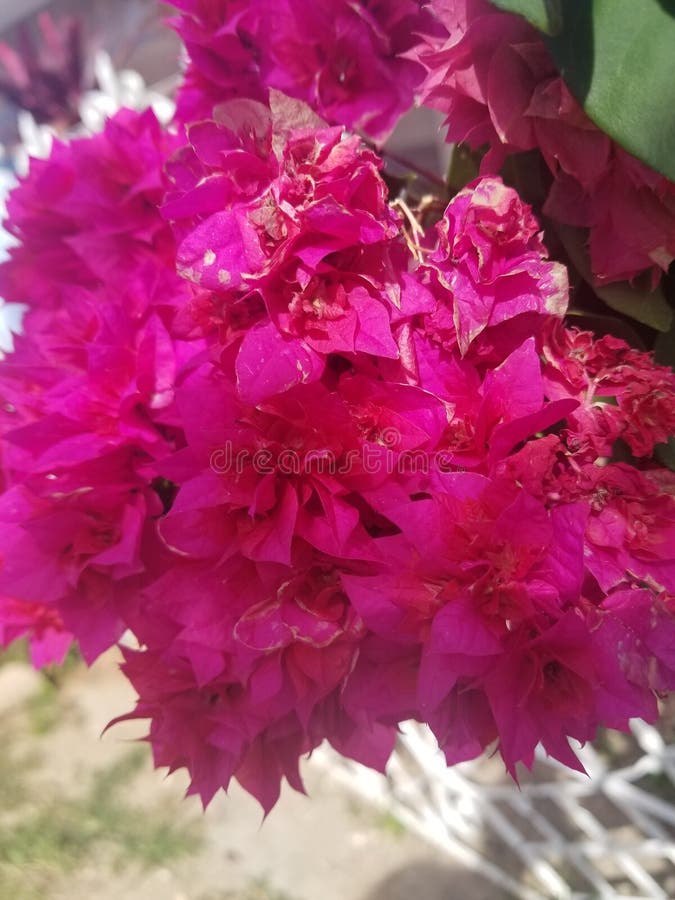 Flower stock photo. Image of wild, cuban, flower, nature - 108346454