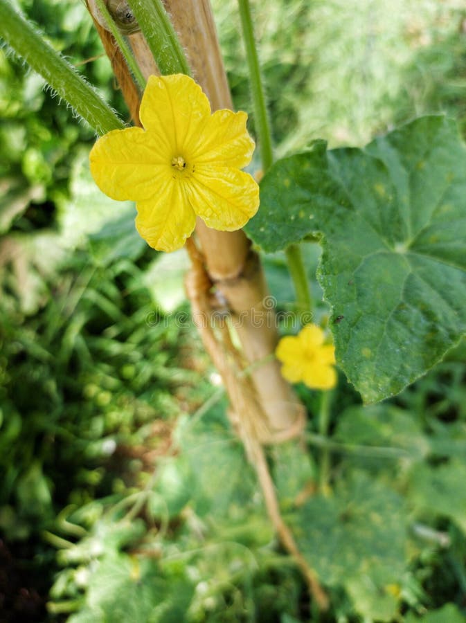 Flower of a Cucumber Plant in Summer in Spain Stock Image - Image of ...