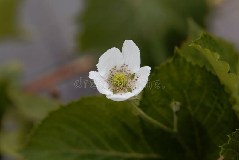 Flower of a Blackberry Rubus Fruticosus Stock Photo - Image of ...