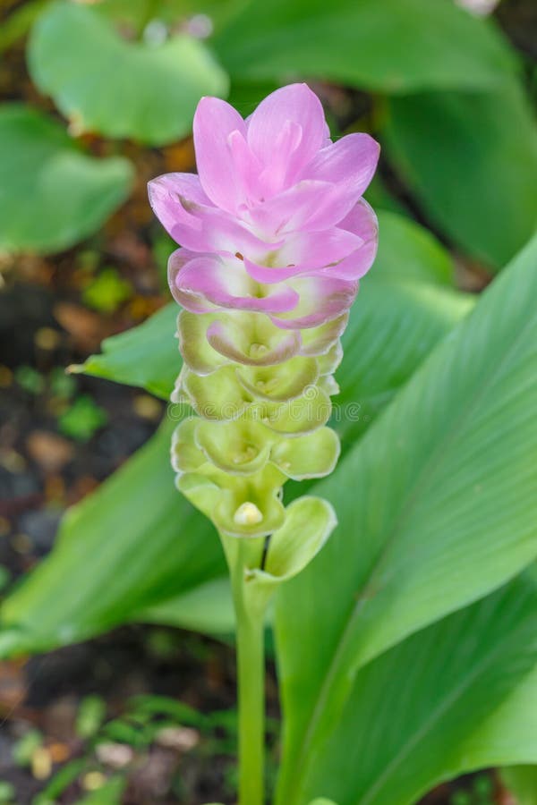 Flower of Curcuma sessilis stock photo. Image of outdoor - 70283084