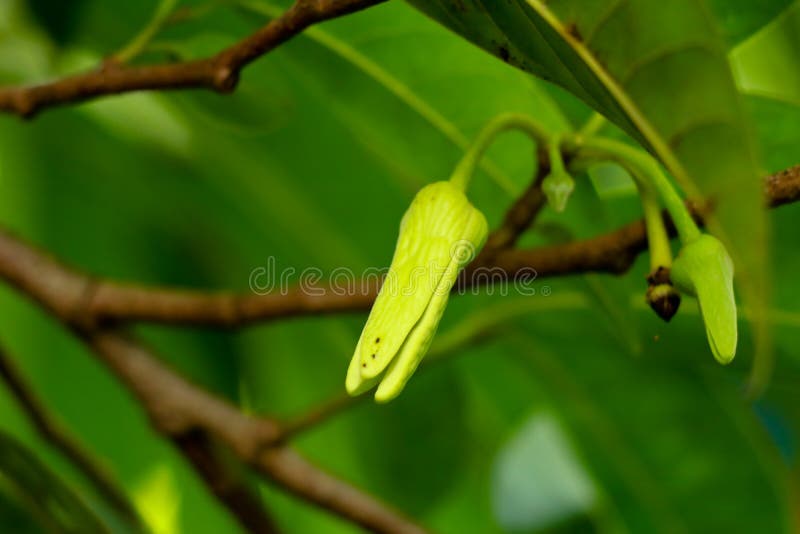Flower of Custard Apple or Bullockâ€™s Heart Stock Image - Image of ...