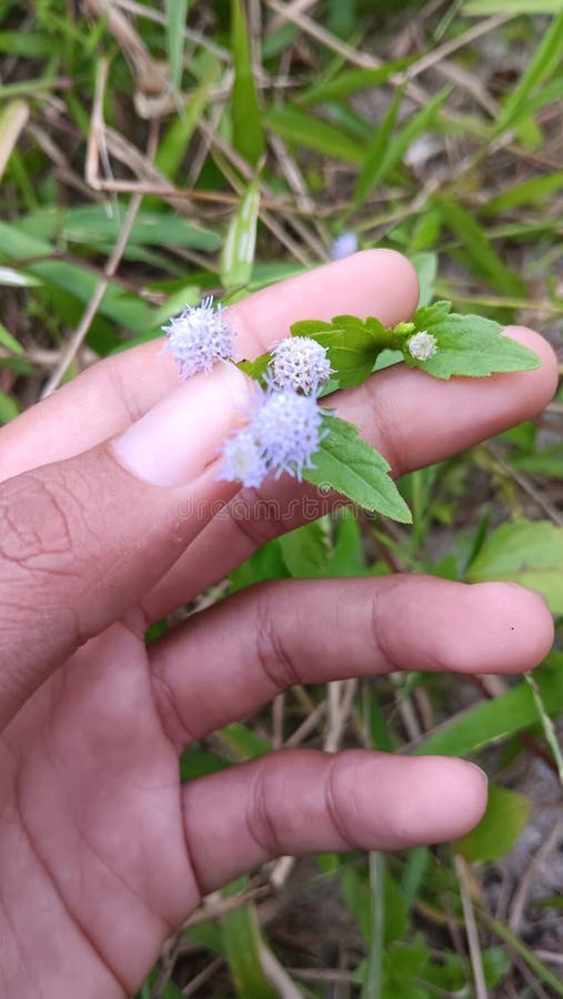 The Flower so Cute and the Color so Unique Stock Photo - Image of ...