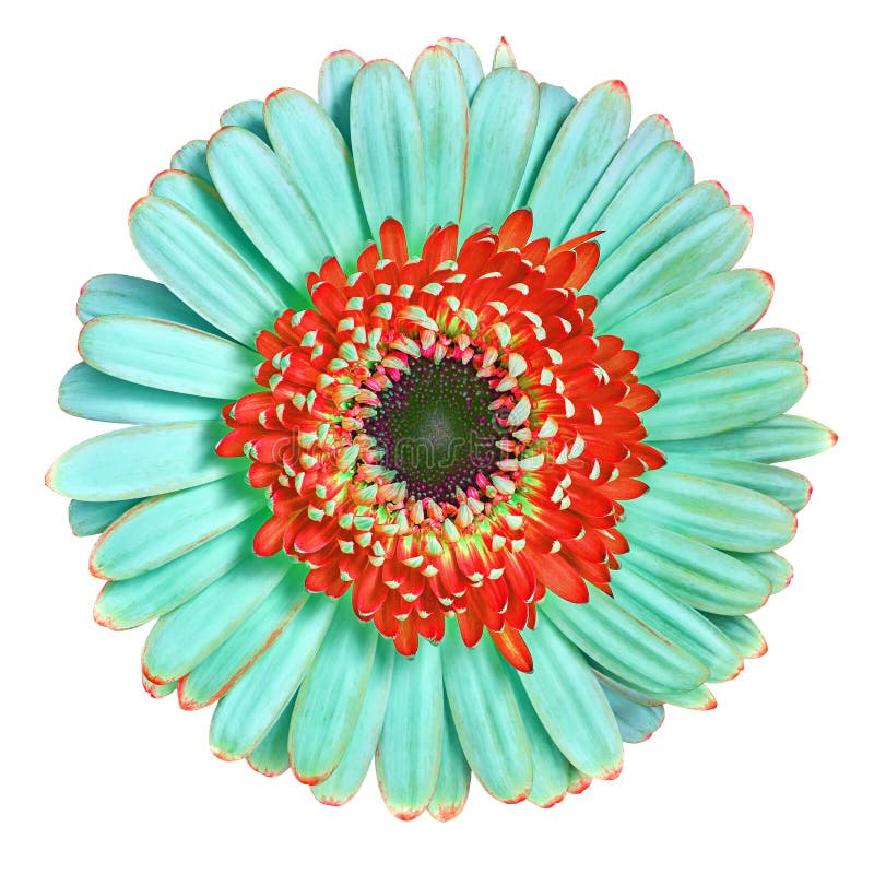 Flower Cyan Red Gerbera Isolated on White Background. Close-up. Macro ...