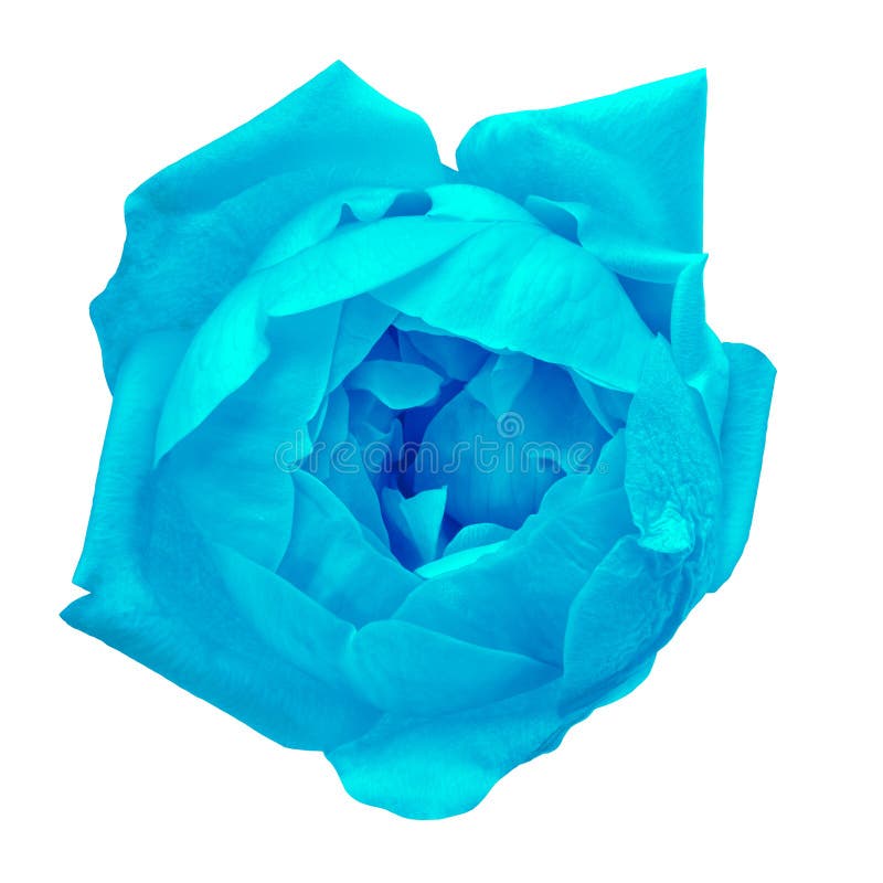 Cyan Rose Flower Isolated on a White Background. Close-up Stock Photo ...