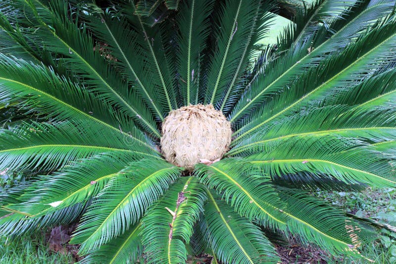 1,026 Cycas Flower Stock Photos - Free & Royalty-Free Stock Photos from ...