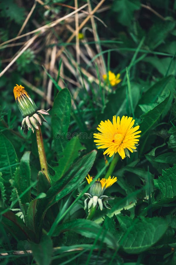 Flower cycle stock photo. Image of herb, green, plant - 245301074