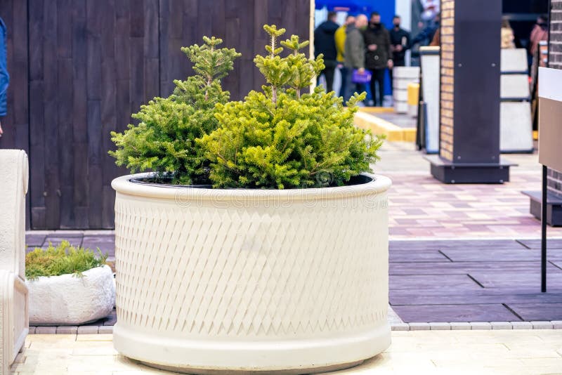 Flower Cylindrical Concrete with Decorative Pine Tree Stock Photo ...