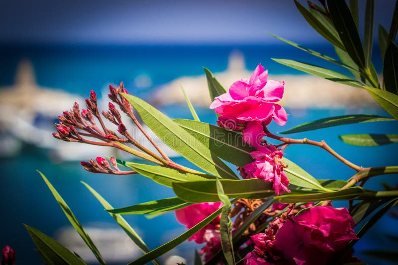 Flower on the Cyprus. Protaras Stock Image - Image of beautiful, cyprus ...